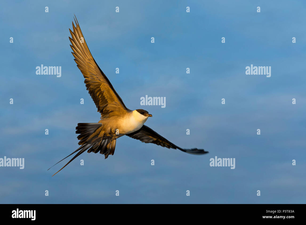 Long-tailed Jaeger (Stercorarius longicaudus) flying, Finnmark, Norway ...
