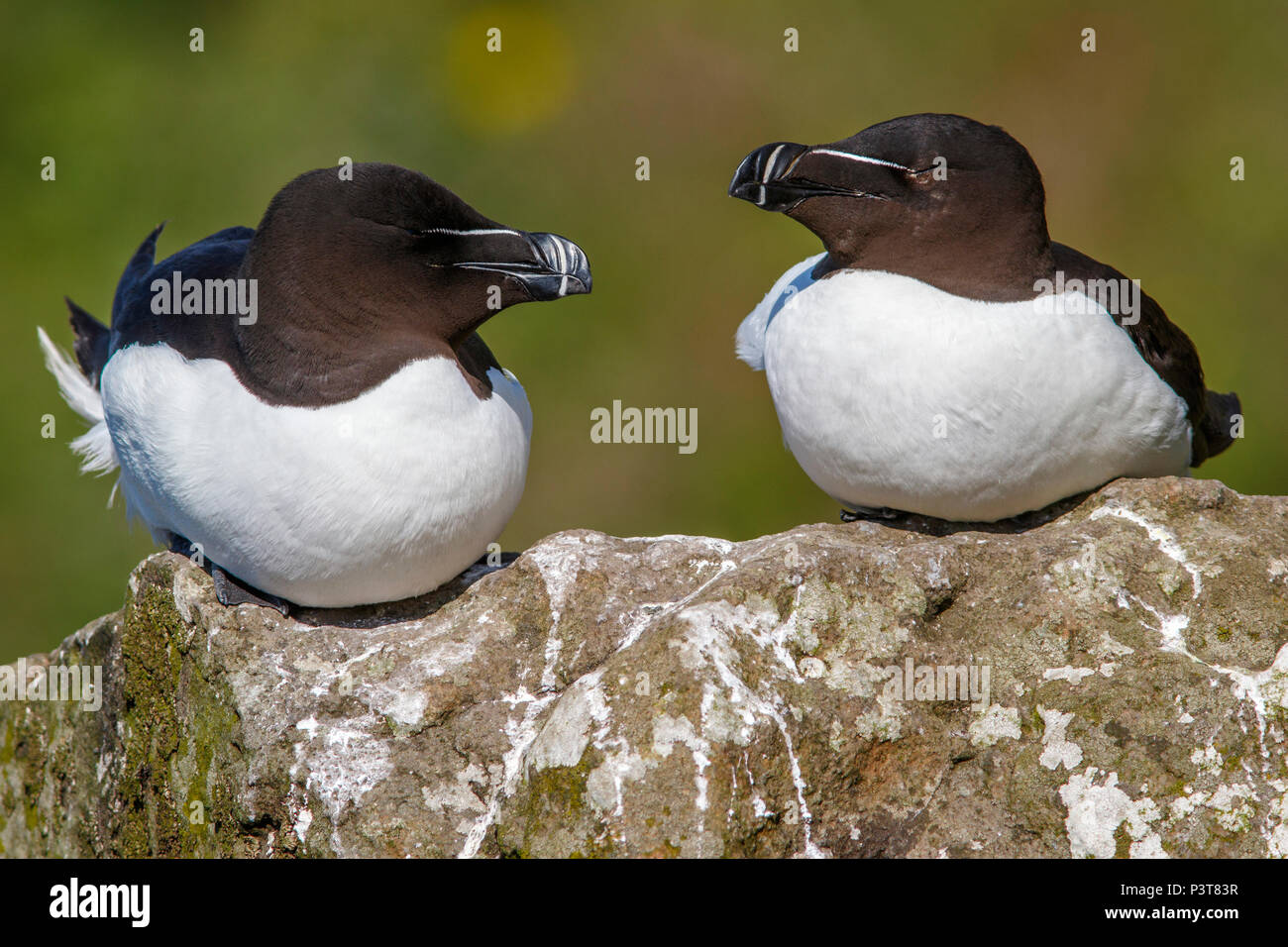 Razorbill (Alca torda) pair, Scotland, United Kingdom Stock Photo - Alamy