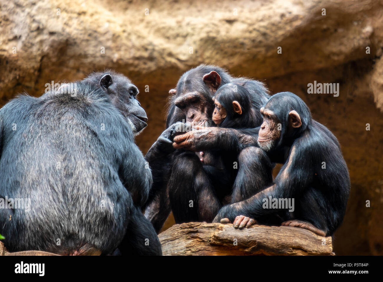 Which Share The Enclosure High Resolution Stock Photography and Images ...