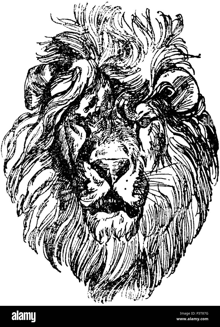 Naturalistic drawing hi-res stock photography and images - Alamy