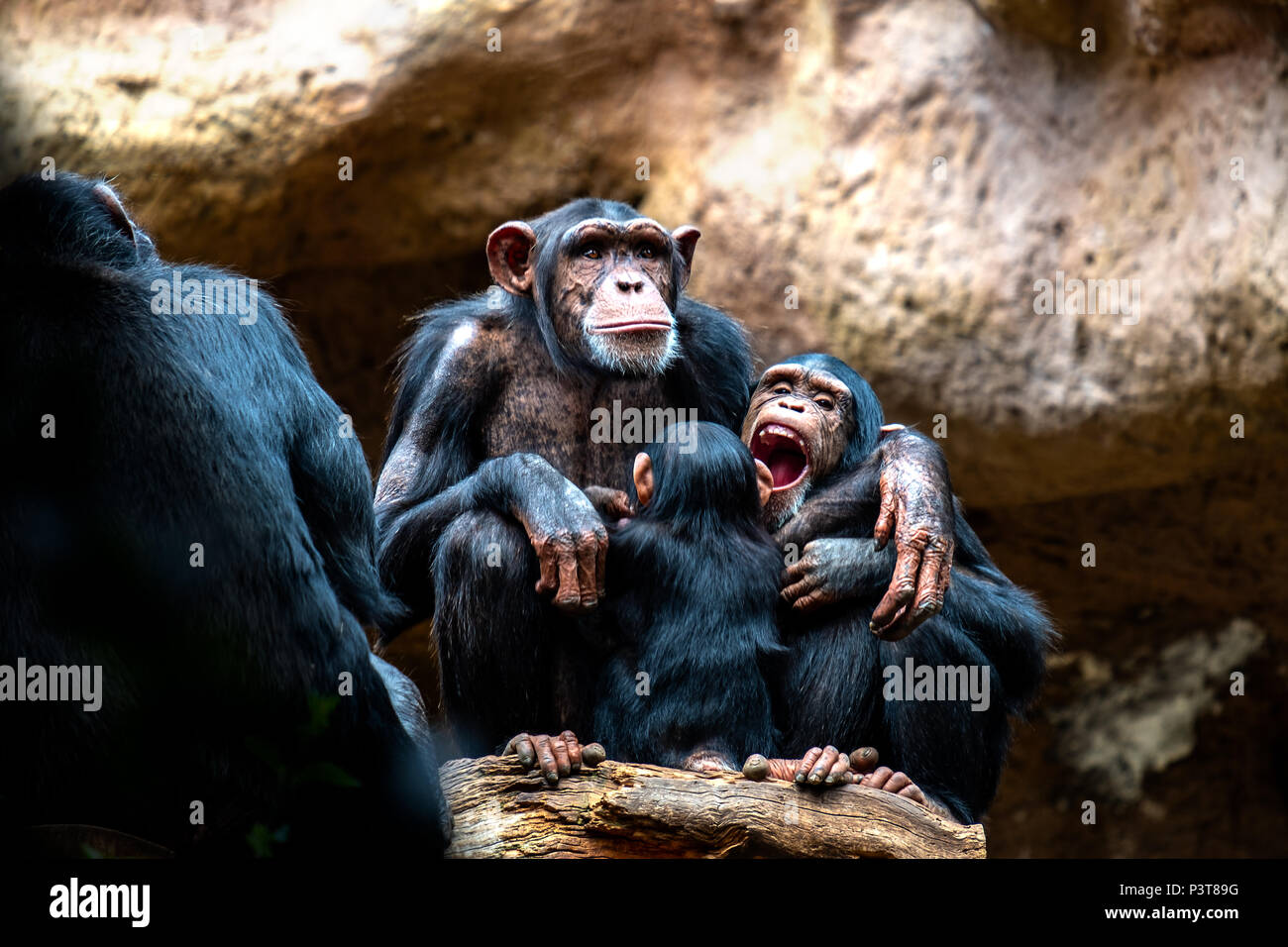 Which Share The Enclosure High Resolution Stock Photography and Images ...