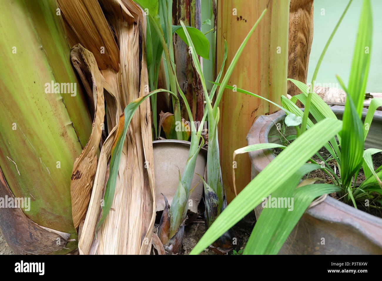 Banana shoot hi-res stock photography and images - Alamy