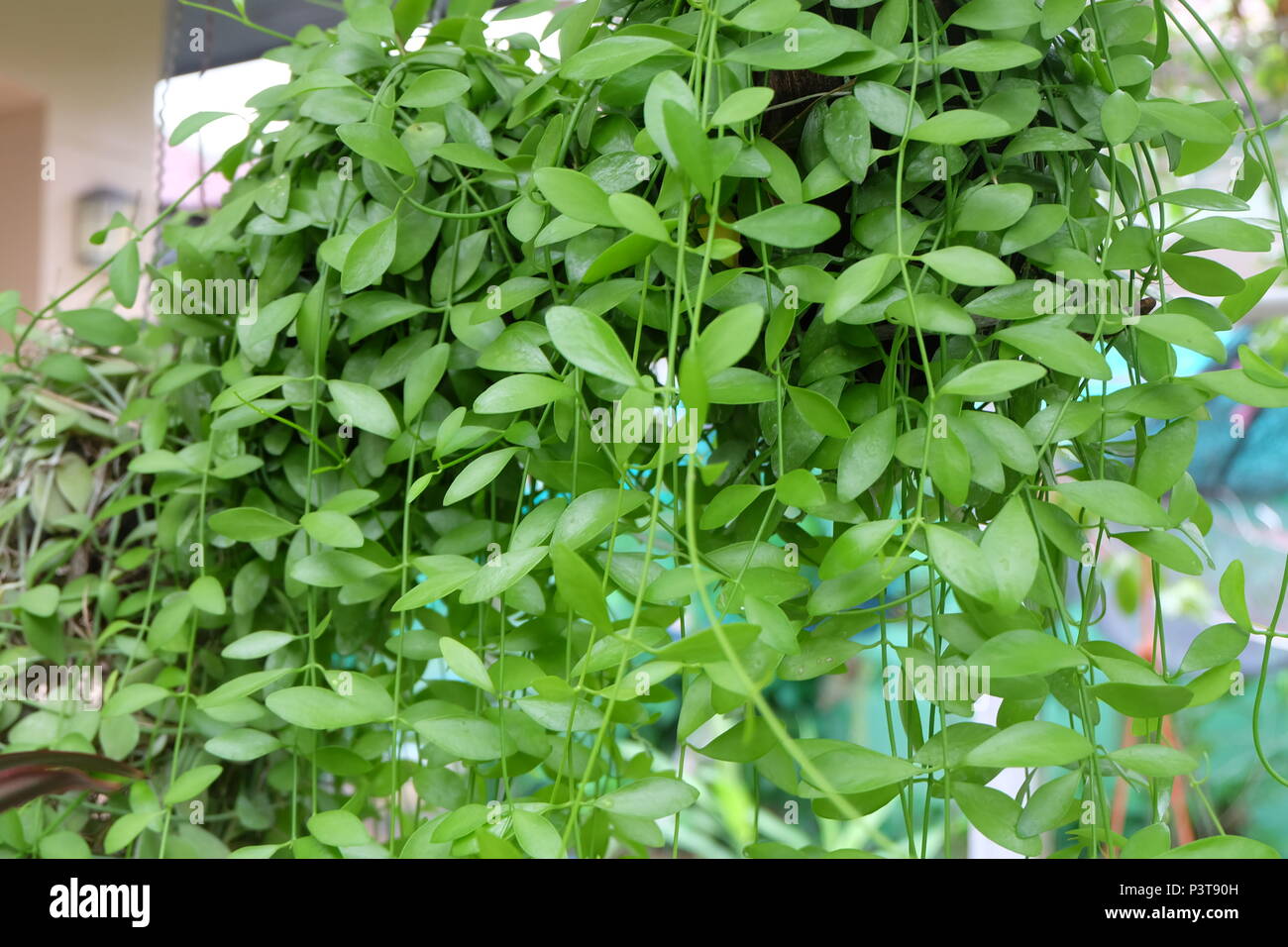 Dave green garden design hi-res stock photography and images - Alamy