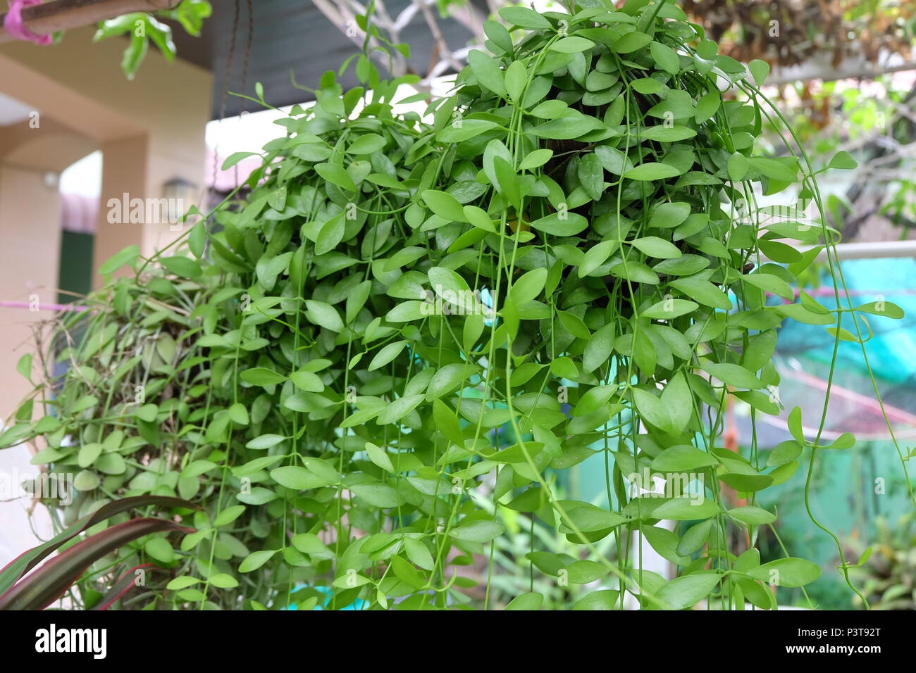 Green dave plant Stock Photo - Alamy
