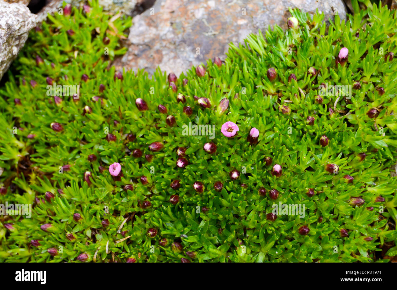 Iceland national flower hi-res stock photography and images - Alamy