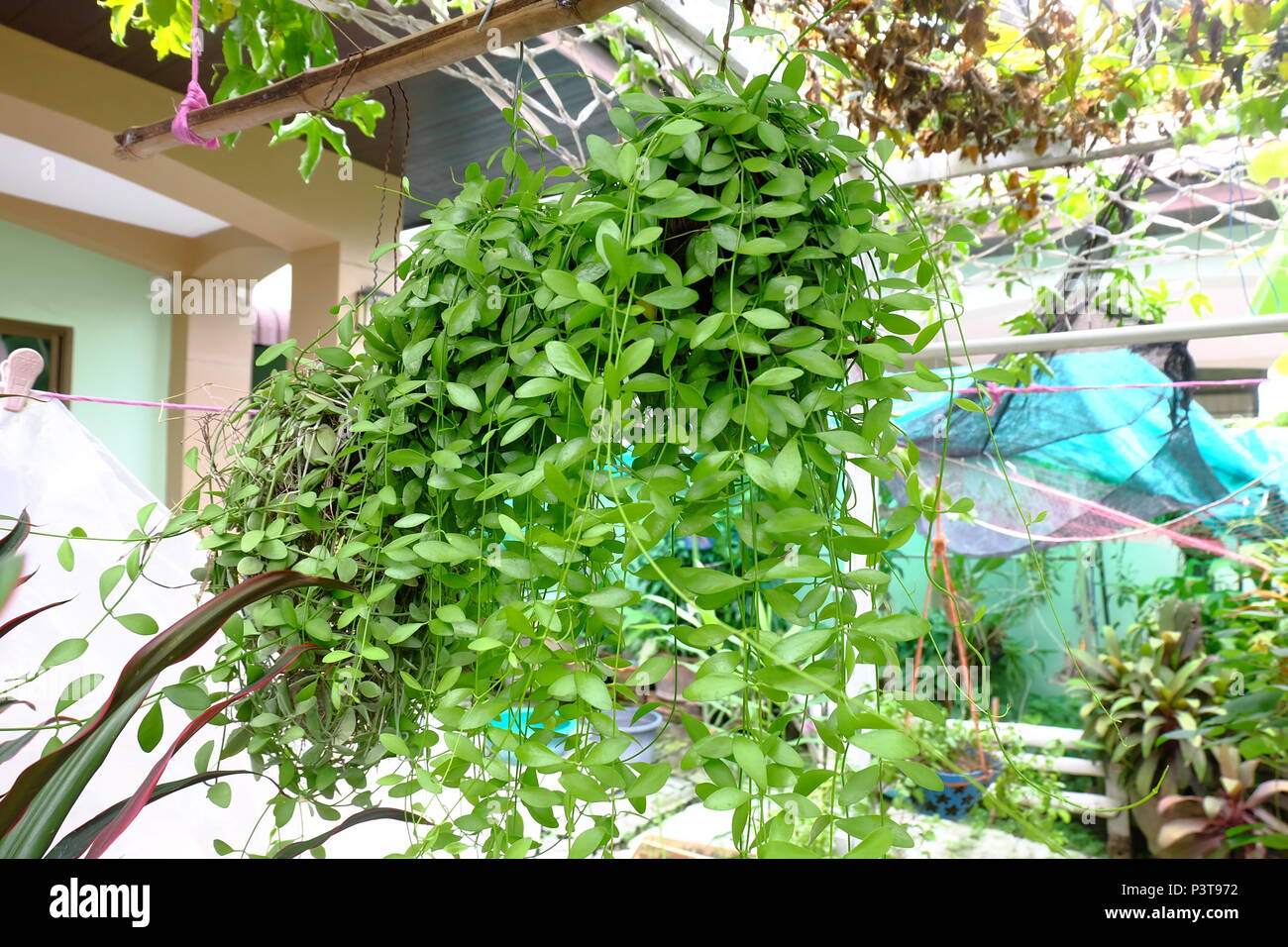 Green dave plant Stock Photo - Alamy