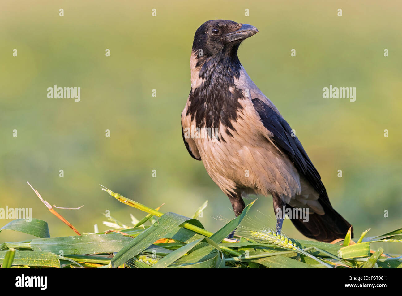 Hooded Crow (Corvus cornix), Israel Stock Photo - Alamy