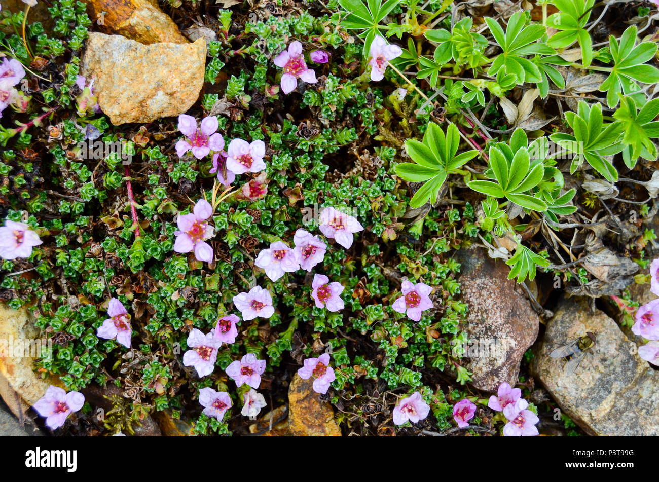 National flower of iceland hi-res stock photography and images - Alamy