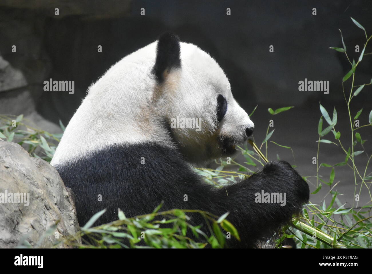 Cartoon panda with bamboo hi-res stock photography and images - Alamy