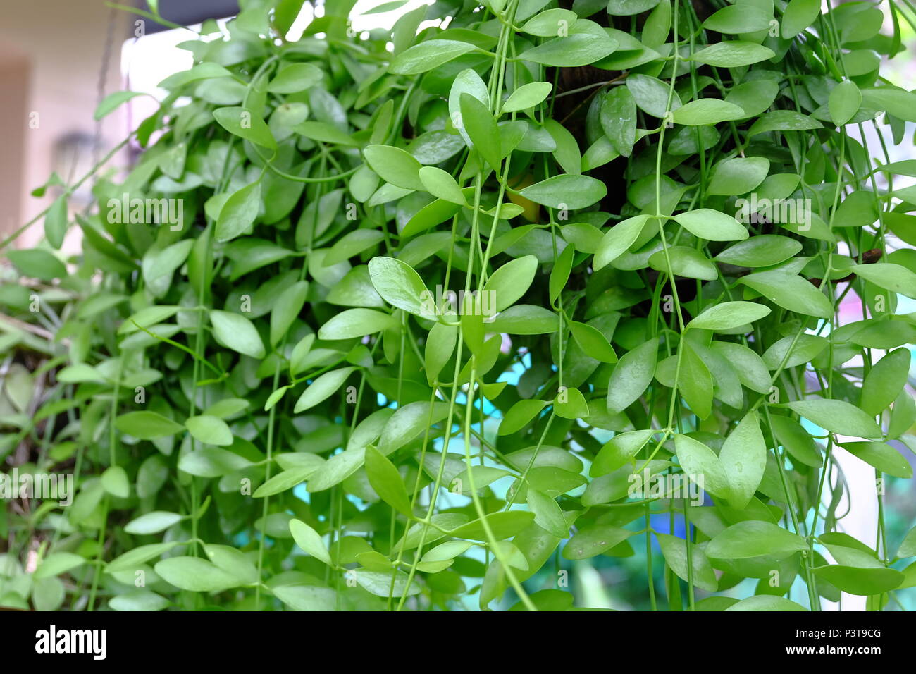 Green dave plant Stock Photo - Alamy