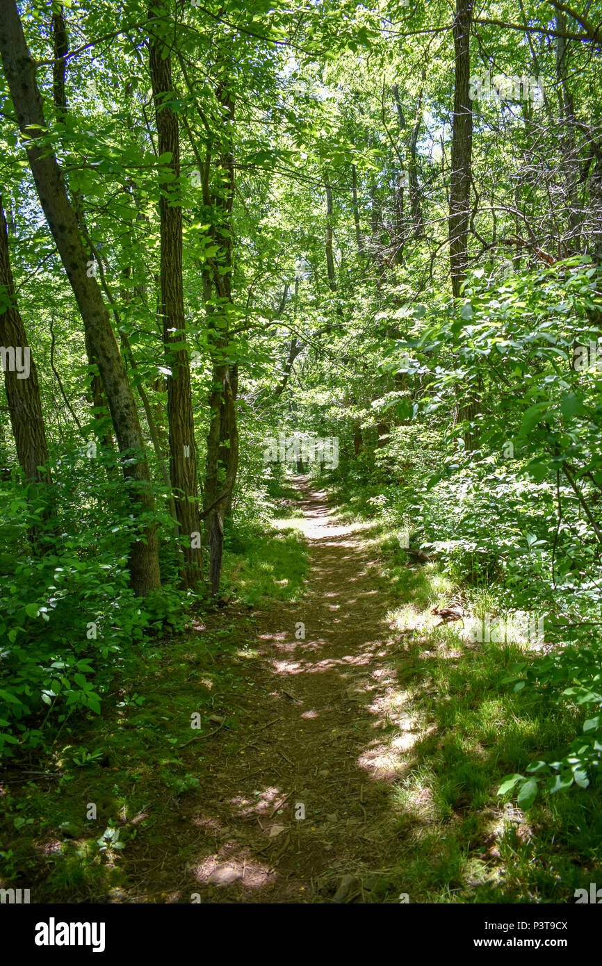 Magic day in the forrest hi-res stock photography and images - Alamy
