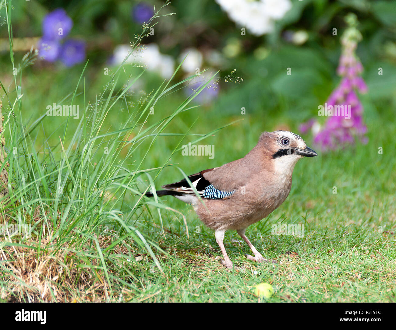 Blue jay bird flower hi-res stock photography and images - Alamy