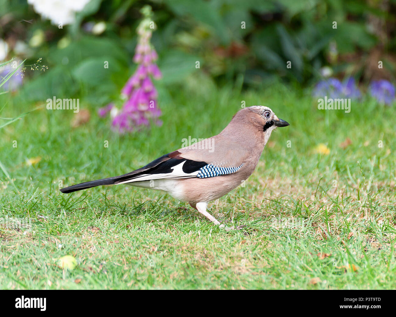 A Lovely Colourful Jay Looking for Food on a Lawn in a Garden in ... A Lovely Colourful Jay Looking for Food on a Lawn in a Garden in ...