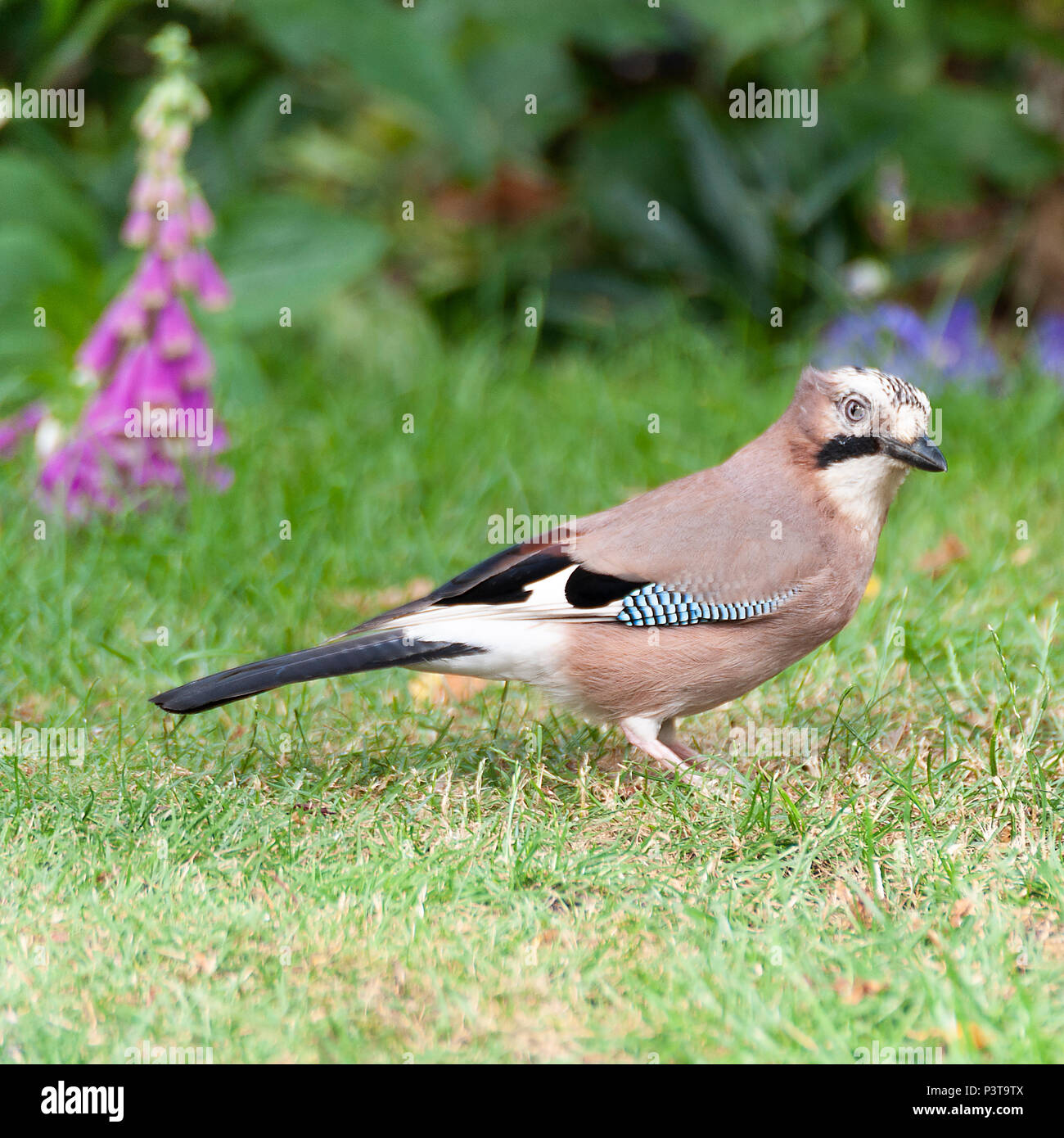 A Lovely Colourful Jay Looking for Food on a Lawn in a Garden in ...