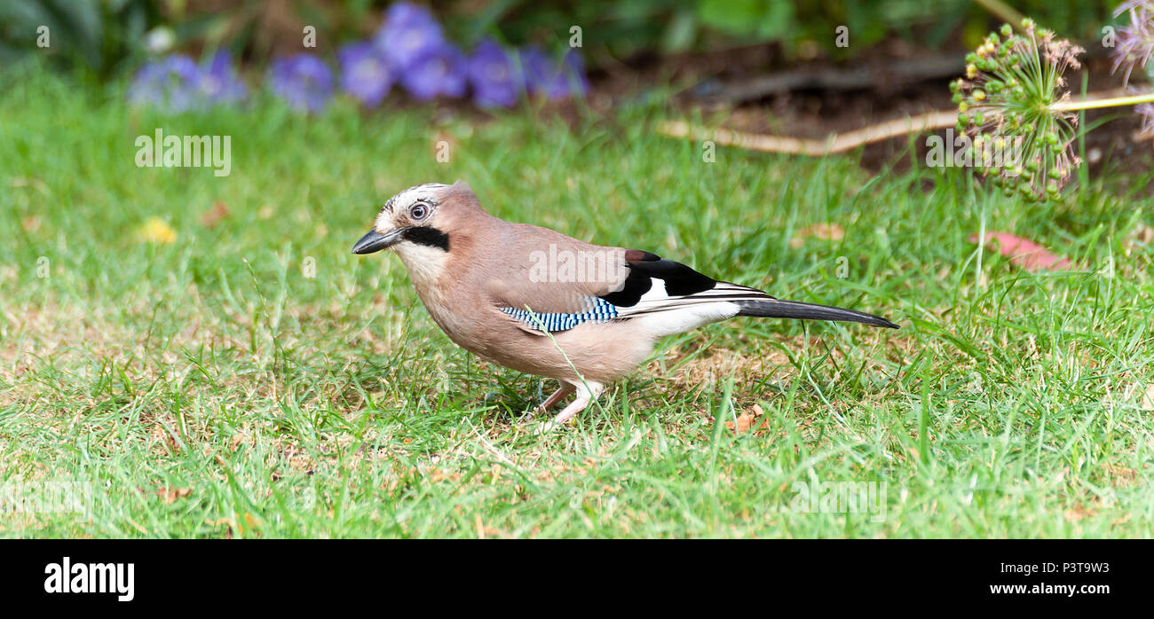 A Lovely Colourful Jay Looking for Food on a Lawn in a Garden in ...