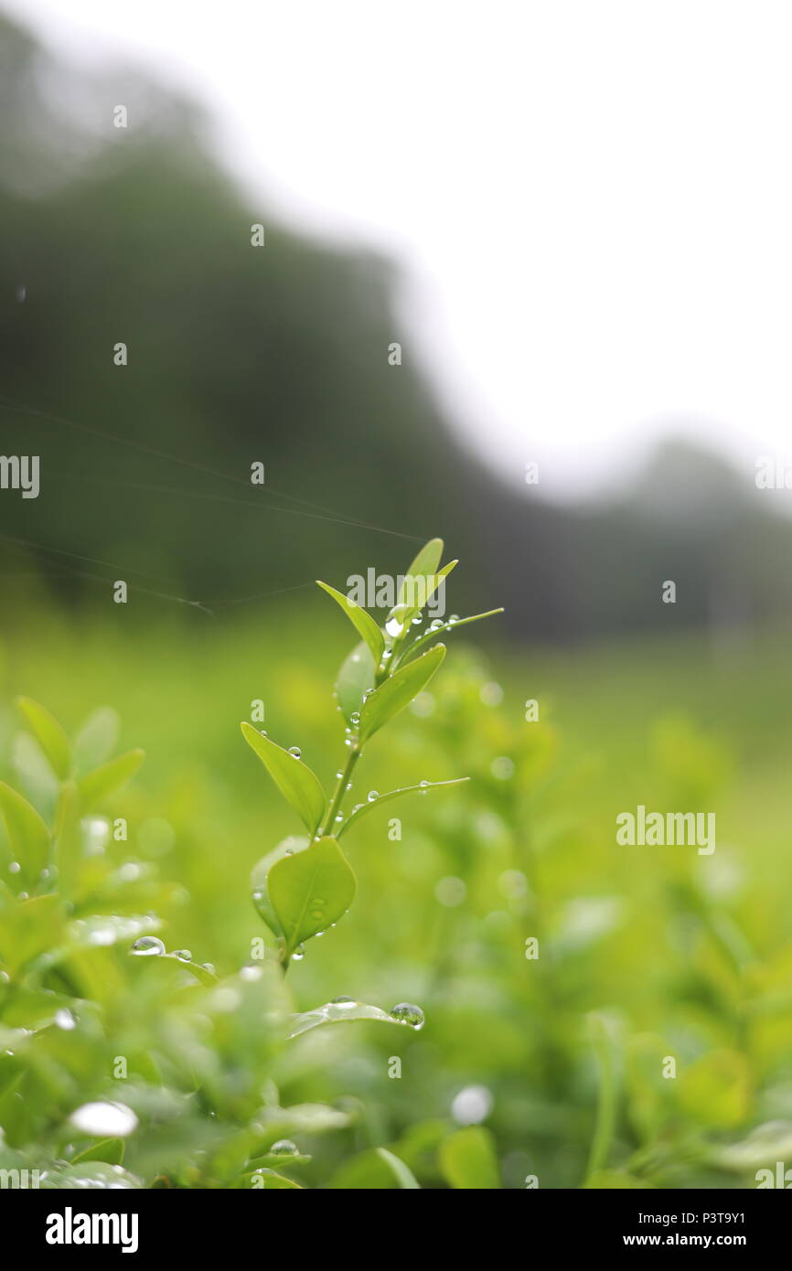 a spiders work Stock Photo - Alamy