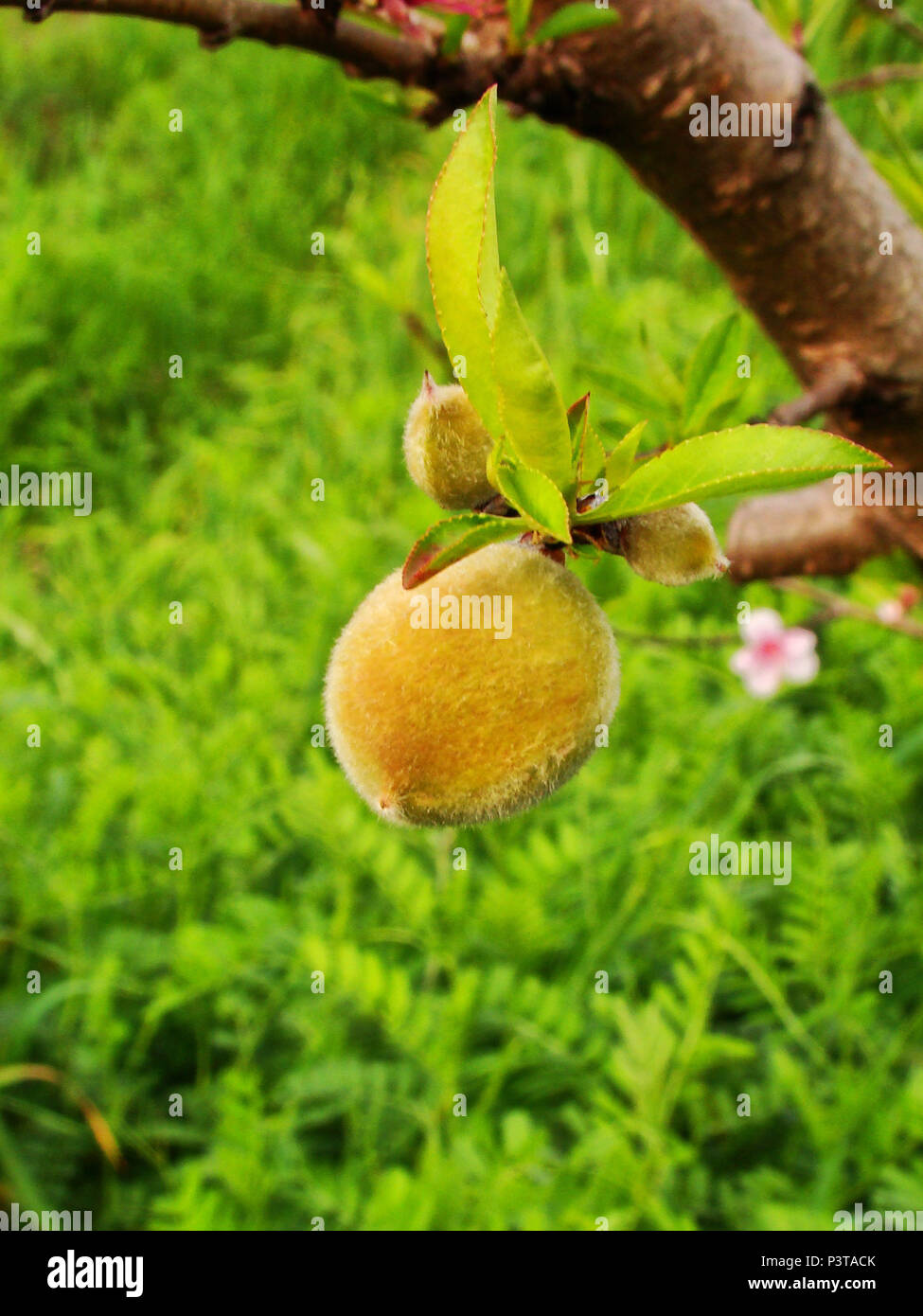 Flor e hi-res stock photography and images - Alamy
