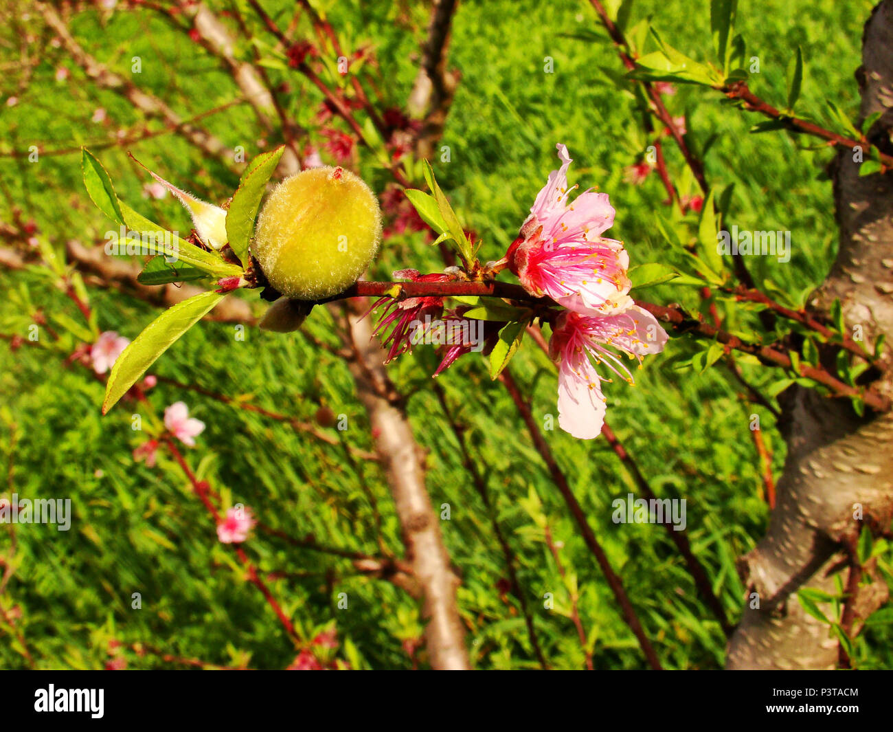 Flor de fruta hi-res stock photography and images - Alamy