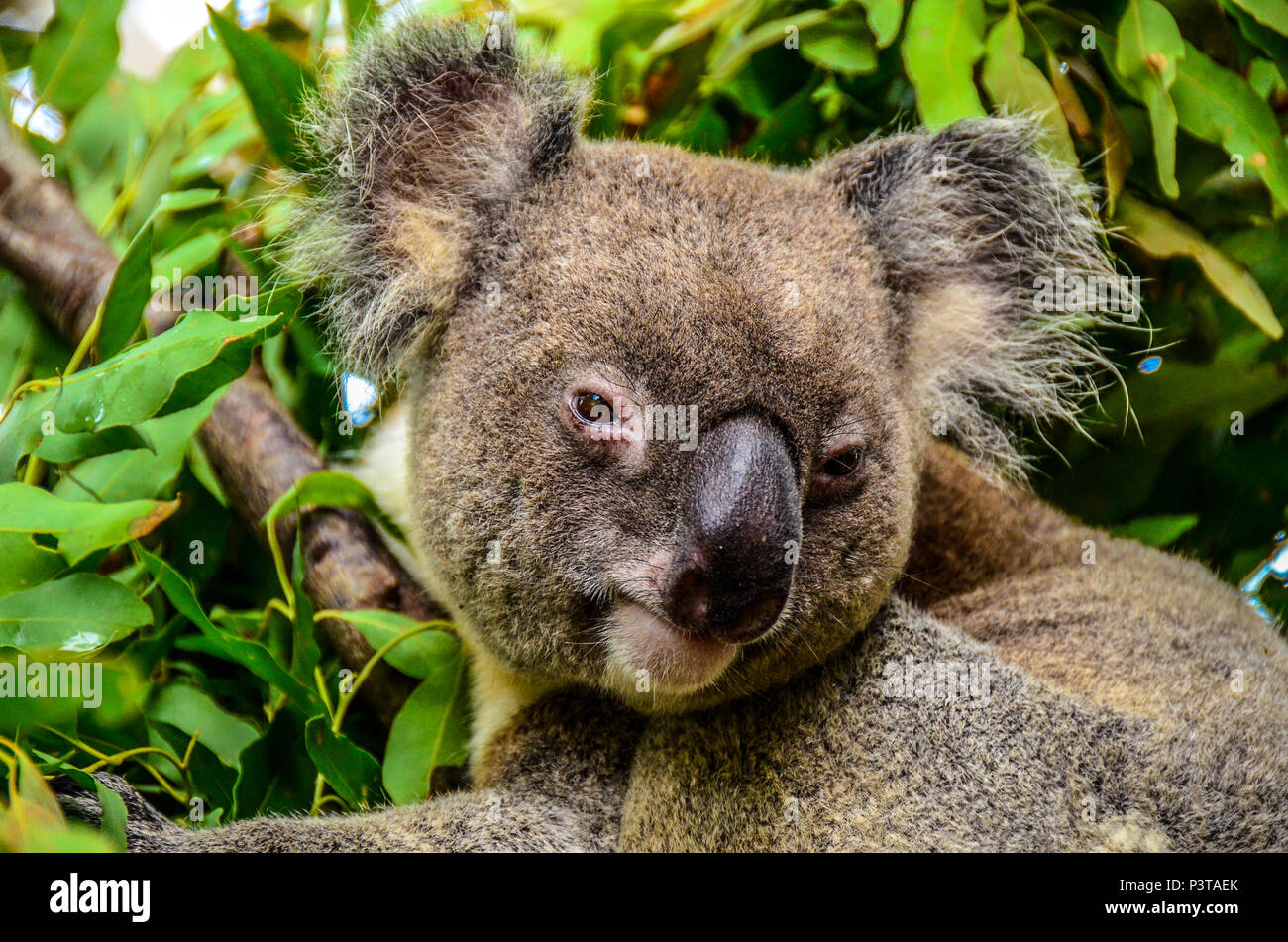Koala, Australian Native Stock Photo - Alamy
