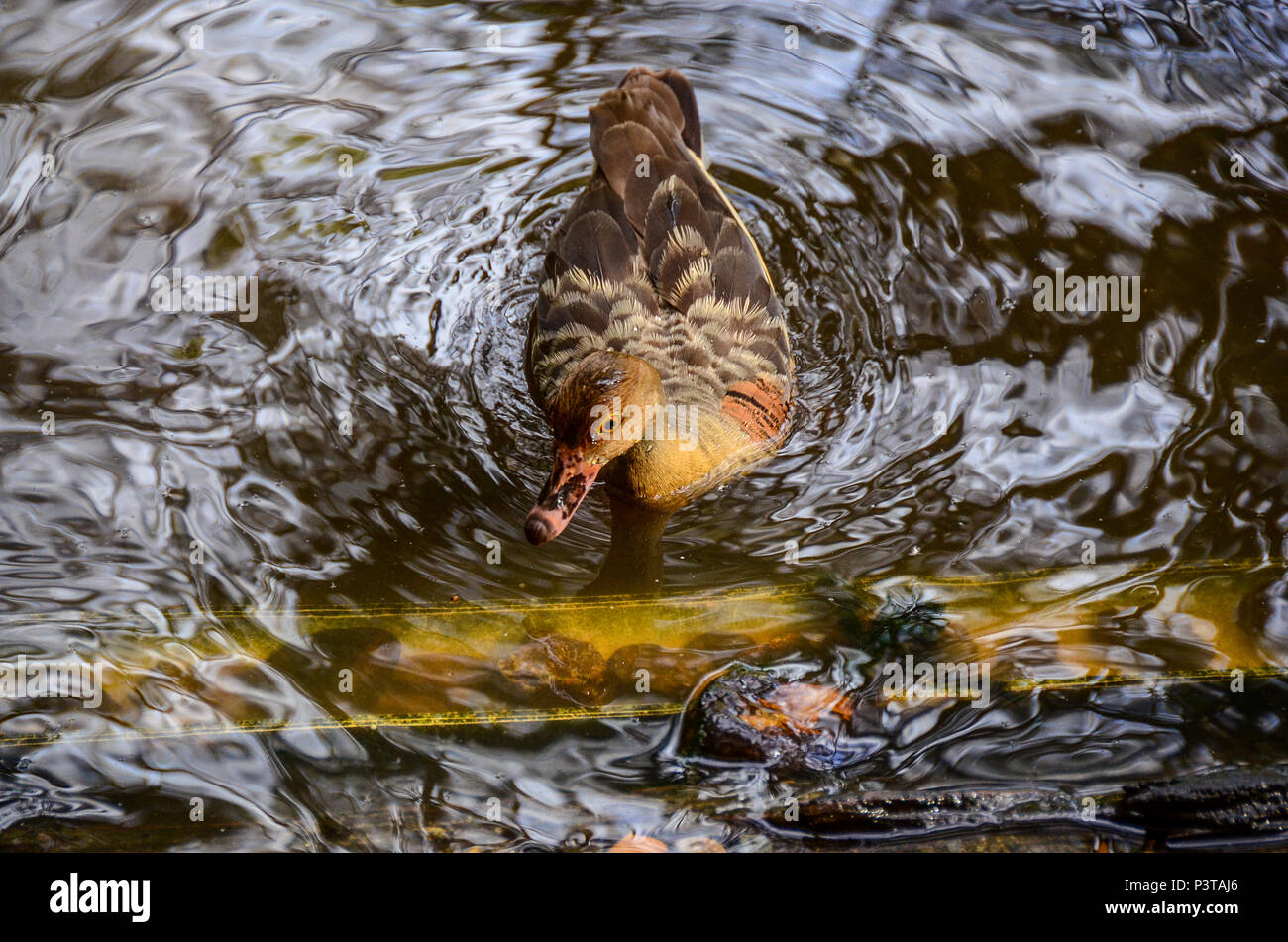 Australian native ducks hi-res stock photography and images - Alamy