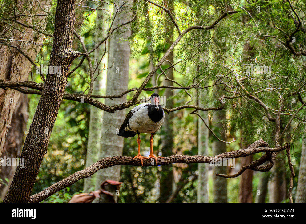 Magpie goose goose hi-res stock photography and images - Alamy