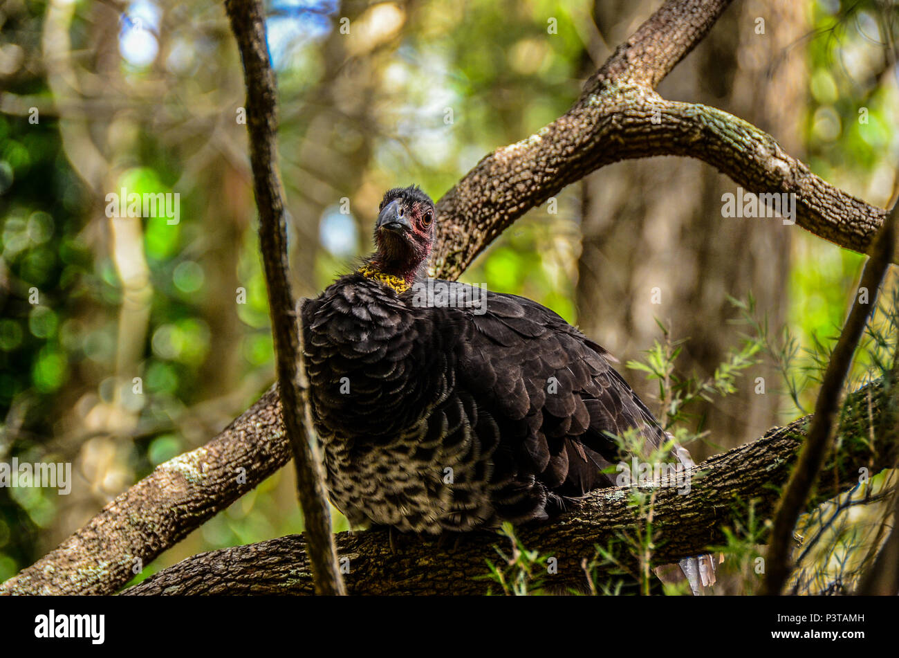 Scrub turkey hi-res stock photography and images - Alamy