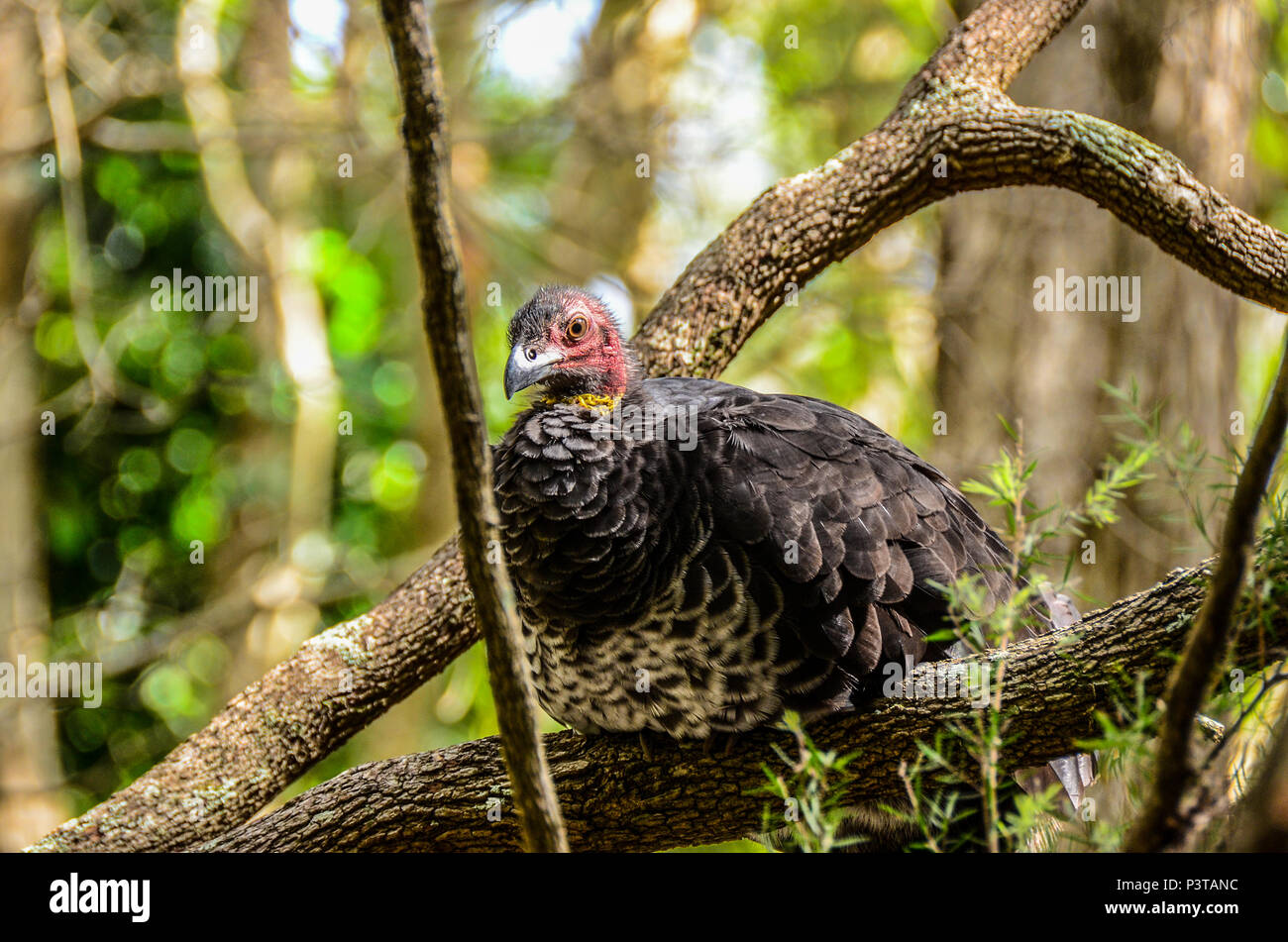 Scrub turkey hi-res stock photography and images - Alamy