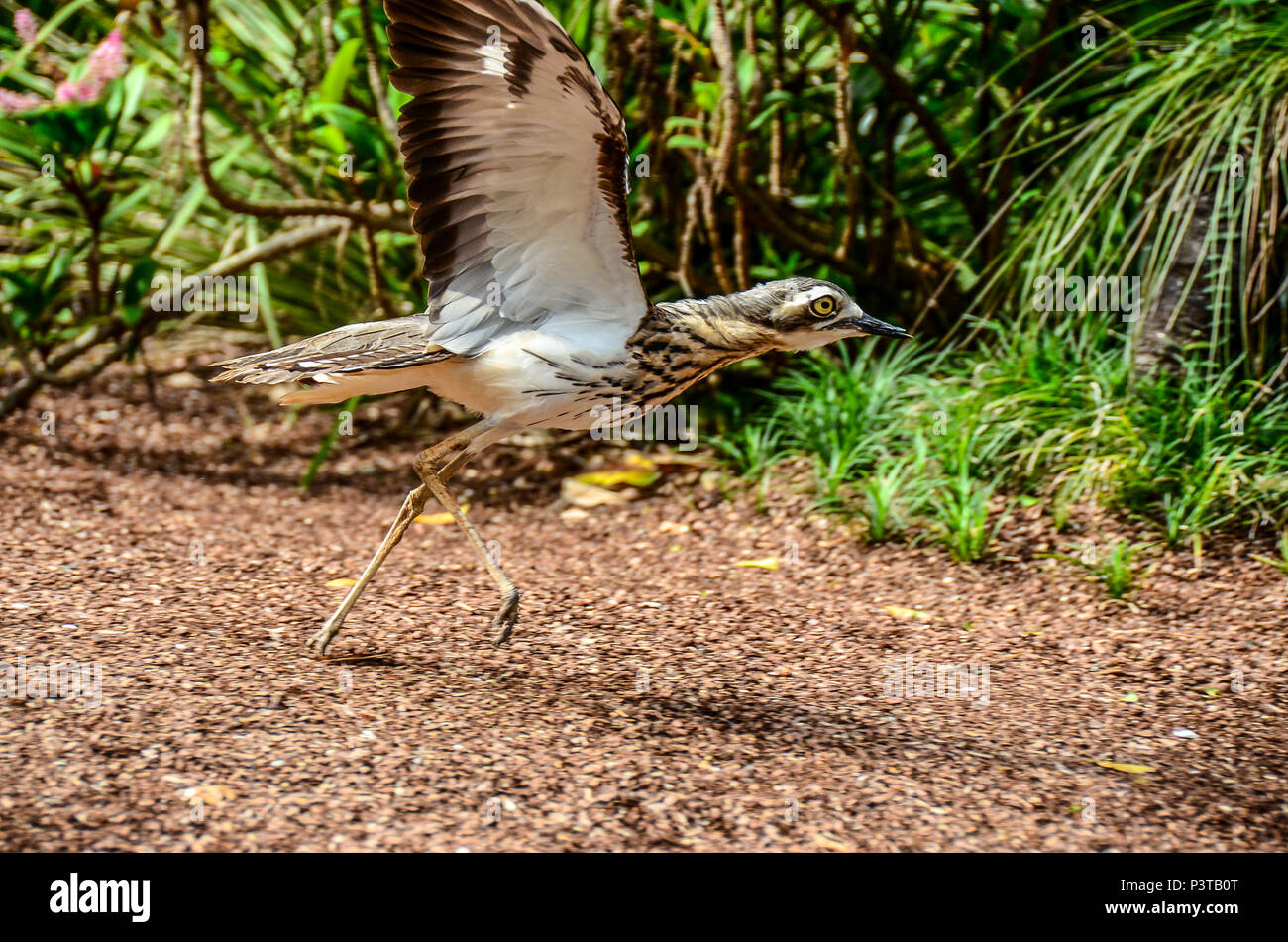 Australian ground dwelling bird hi-res stock photography and images - Alamy