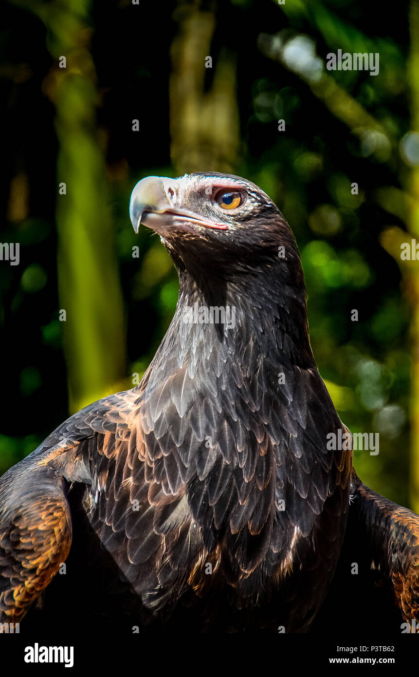 Bunjil the wedge tailed eagle hi-res stock photography and images - Alamy