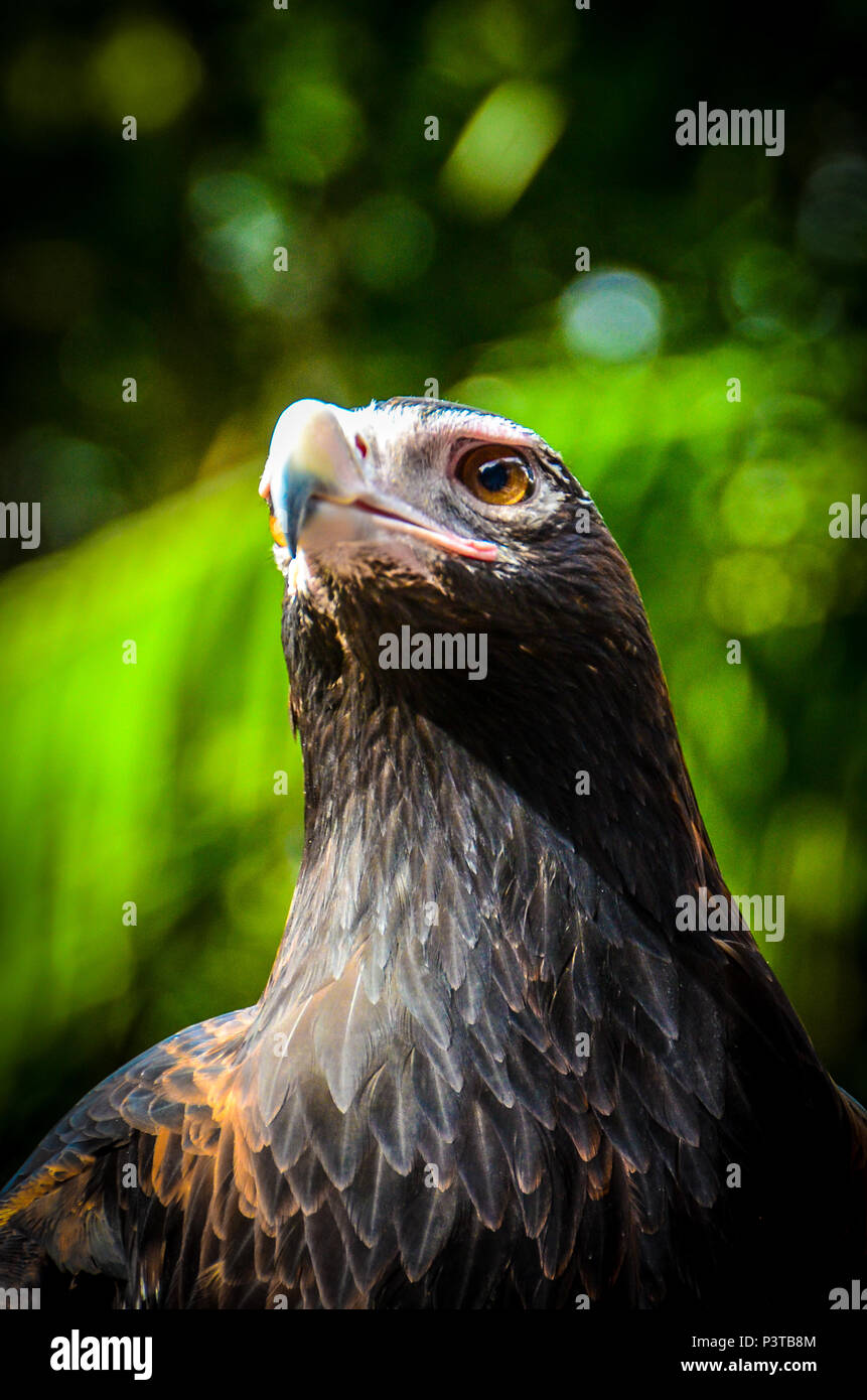Bunjil the wedge tailed eagle hi-res stock photography and images - Alamy