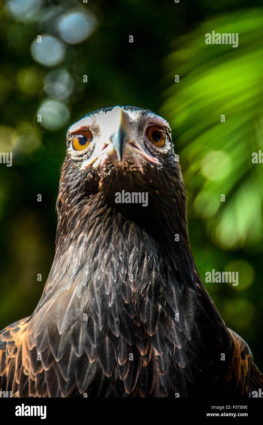 Bunjil the wedge tailed eagle hi-res stock photography and images - Alamy