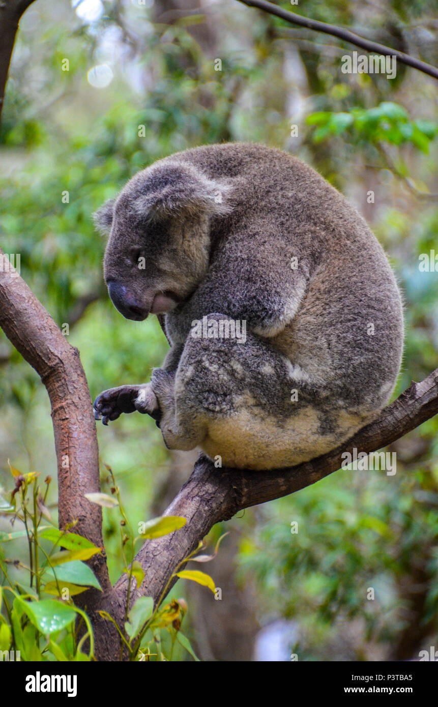 Koala, Australian Native Stock Photo - Alamy