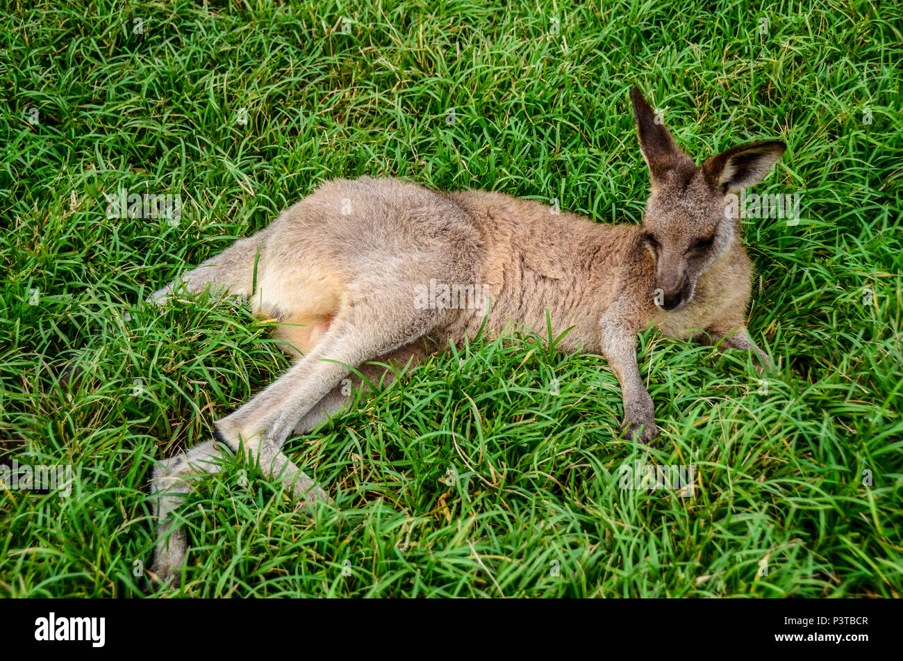 Kangaroo, Australian Native Stock Photo - Alamy
