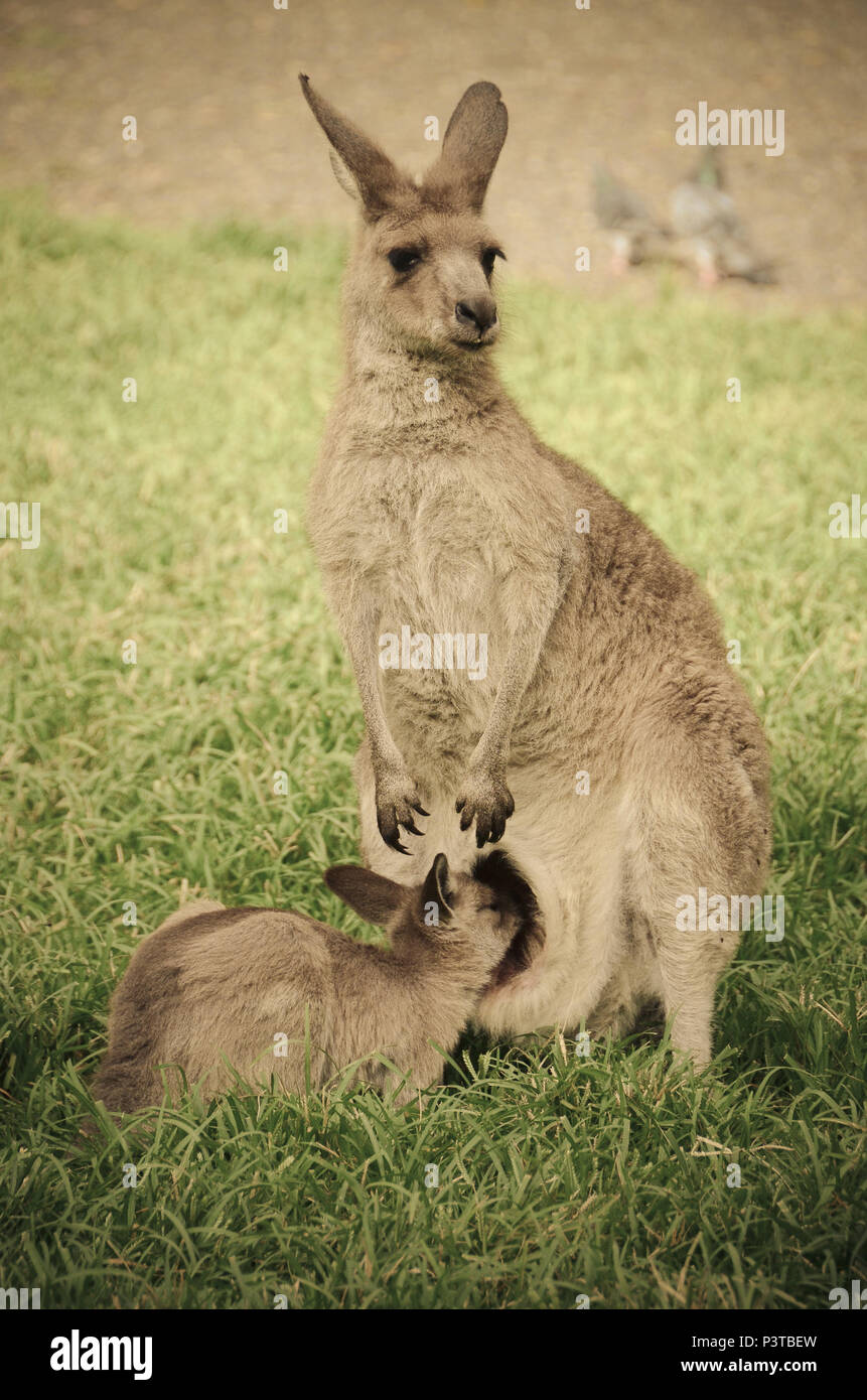 Kangaroo, Australian Native Stock Photo - Alamy