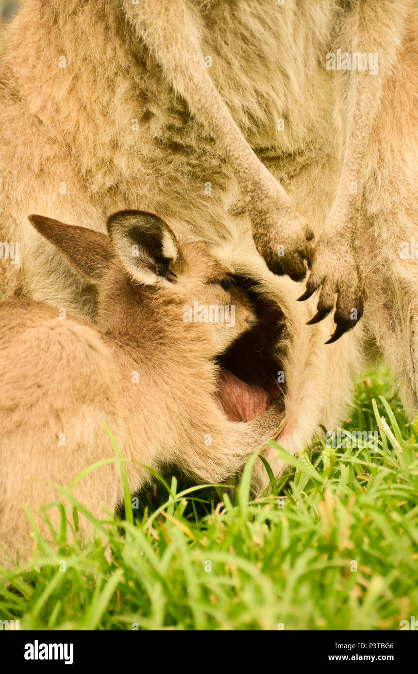 Kangaroo, Australian Native Stock Photo - Alamy