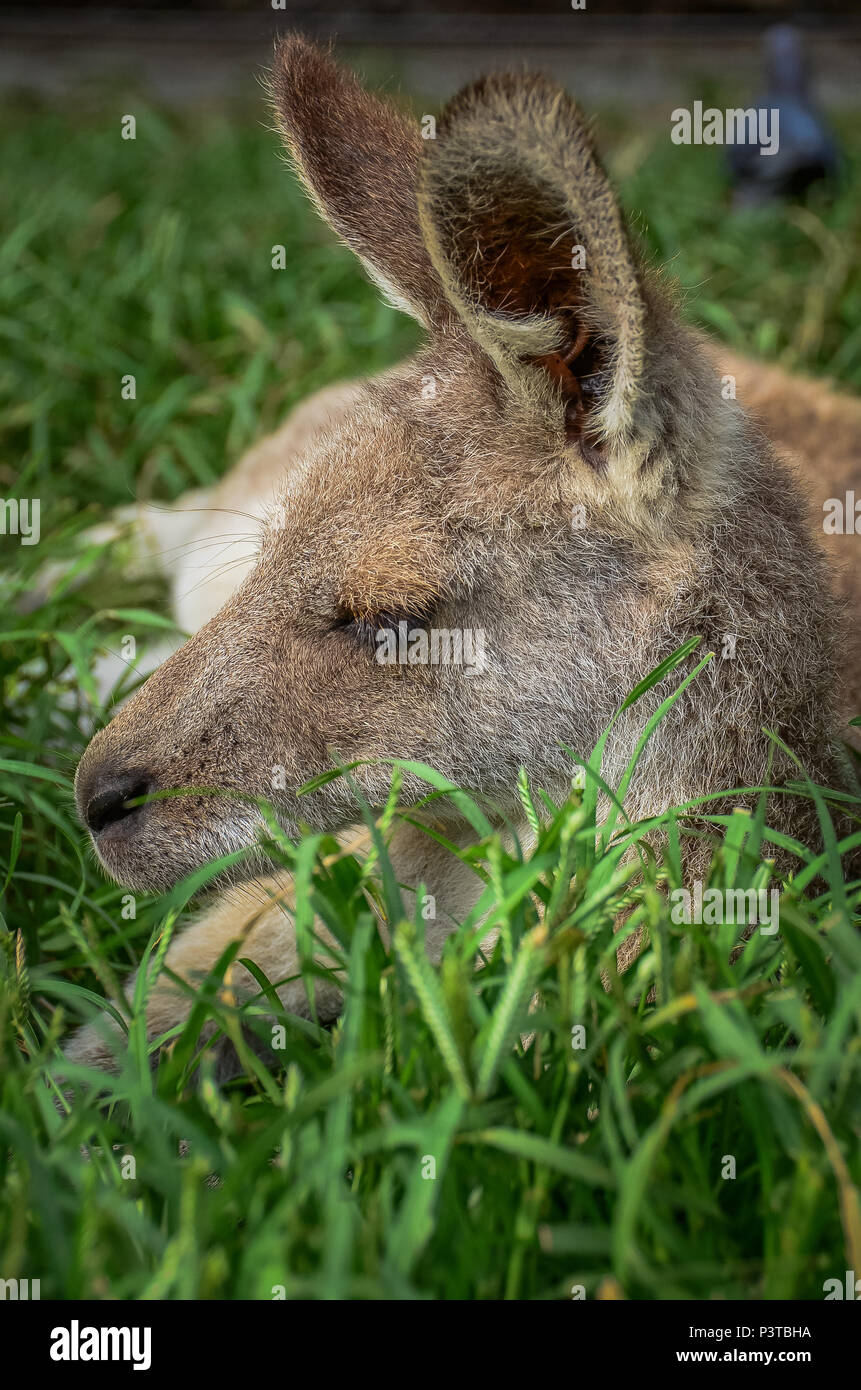 Kangaroo, Australian Native Stock Photo - Alamy