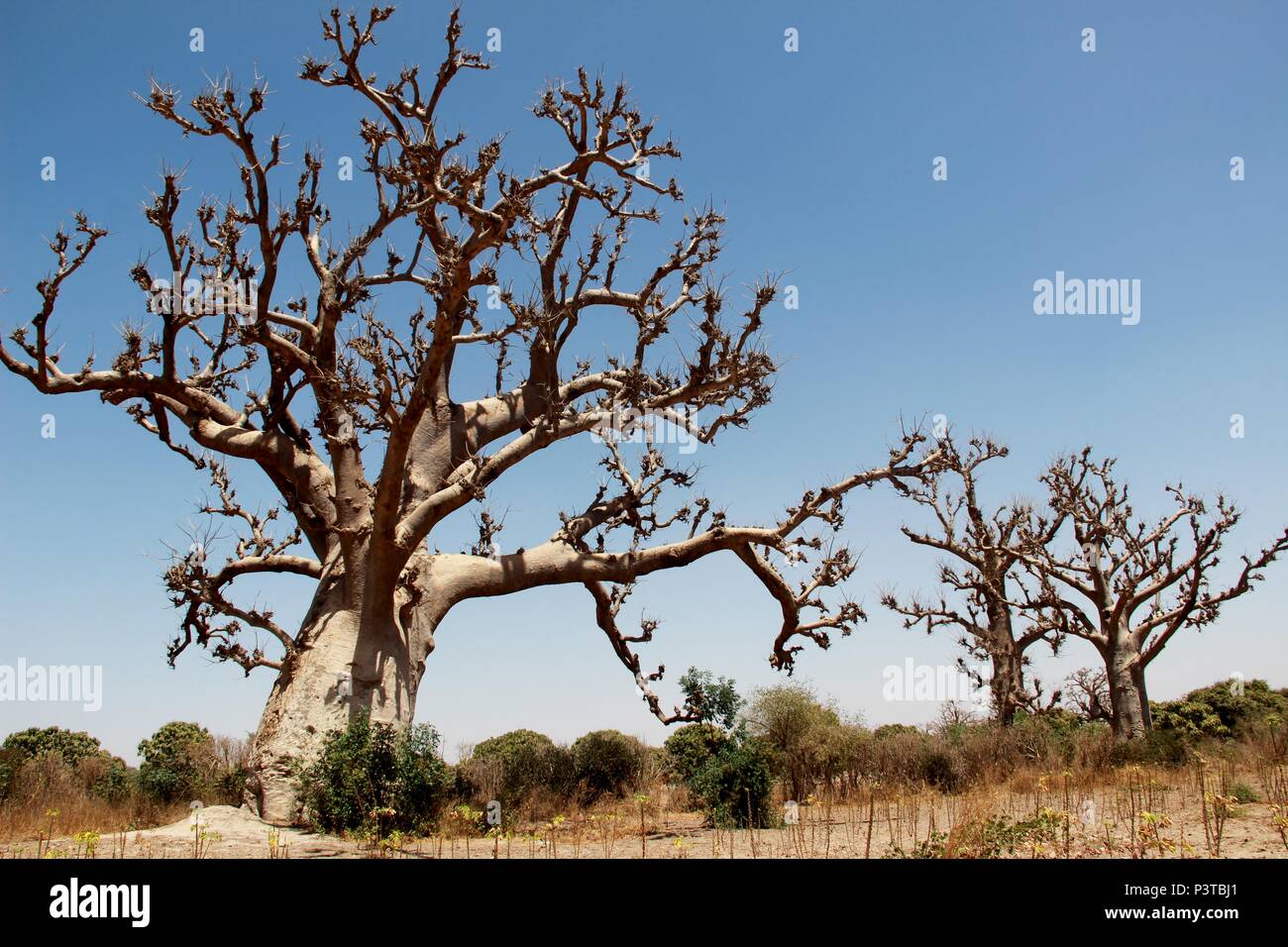 Baobab trees, Senegal Stock Photo - Alamy