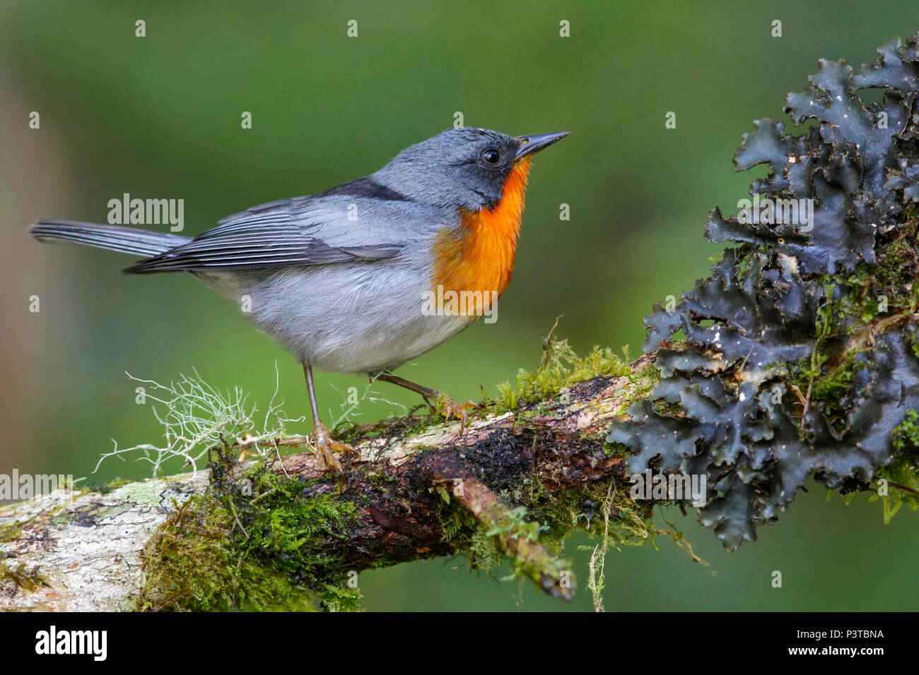 Flame-throated Warbler (Parula gutturalis), Costa Rica Stock Photo - Alamy