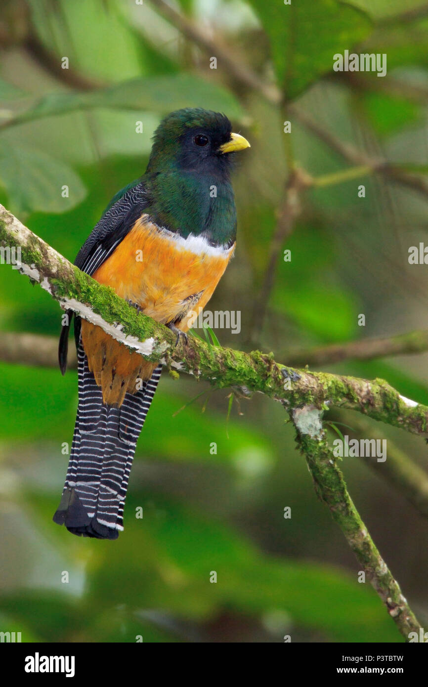 Collared Trogon (Trogon collaris) male, Costa Rica Stock Photo - Alamy