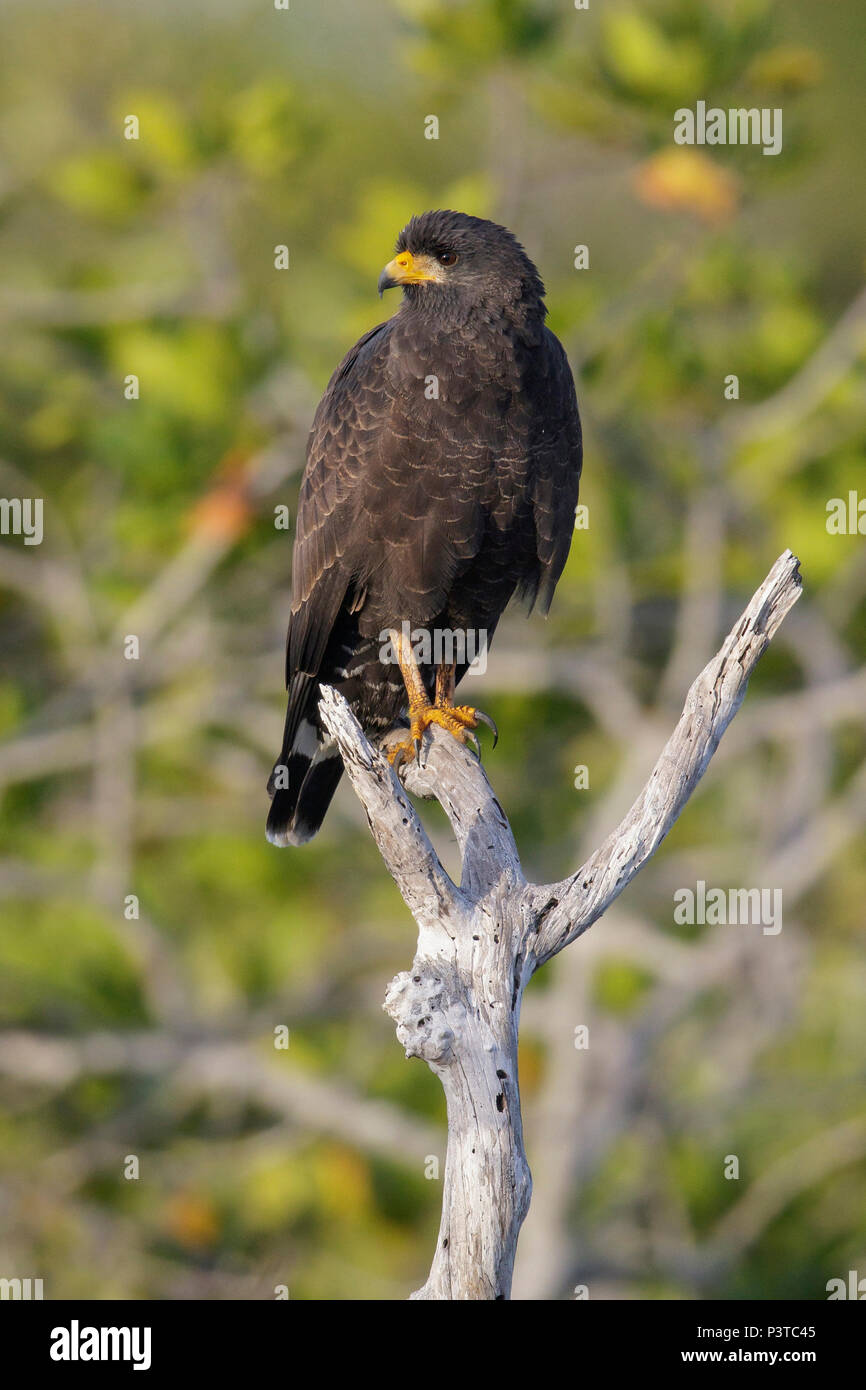 Common Black-hawk (Buteogallus anthracinus), Cuba Stock Photo - Alamy