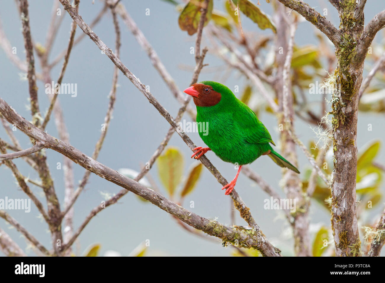 Grass-green Tanager (Chlorornis riefferii), Manu National Park, Peru ...