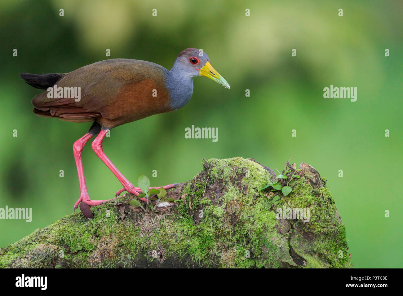 Grey-necked Wood-rail (Aramides cajanea), Manu National Park, Peru ...