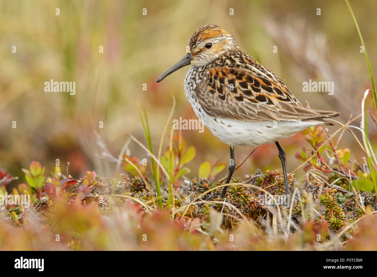 Western Sandpiper (Calidris mauri), Alaska Stock Photo - Alamy