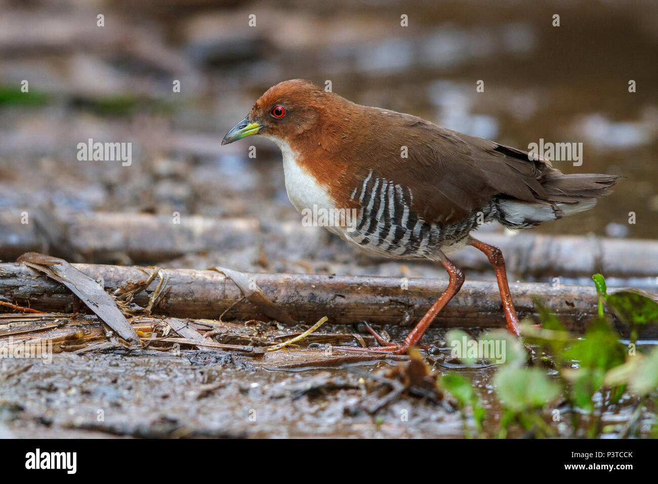 Red-and-white Crake (Laterallus leucopyrrhus), Atlantic Rainforest ...