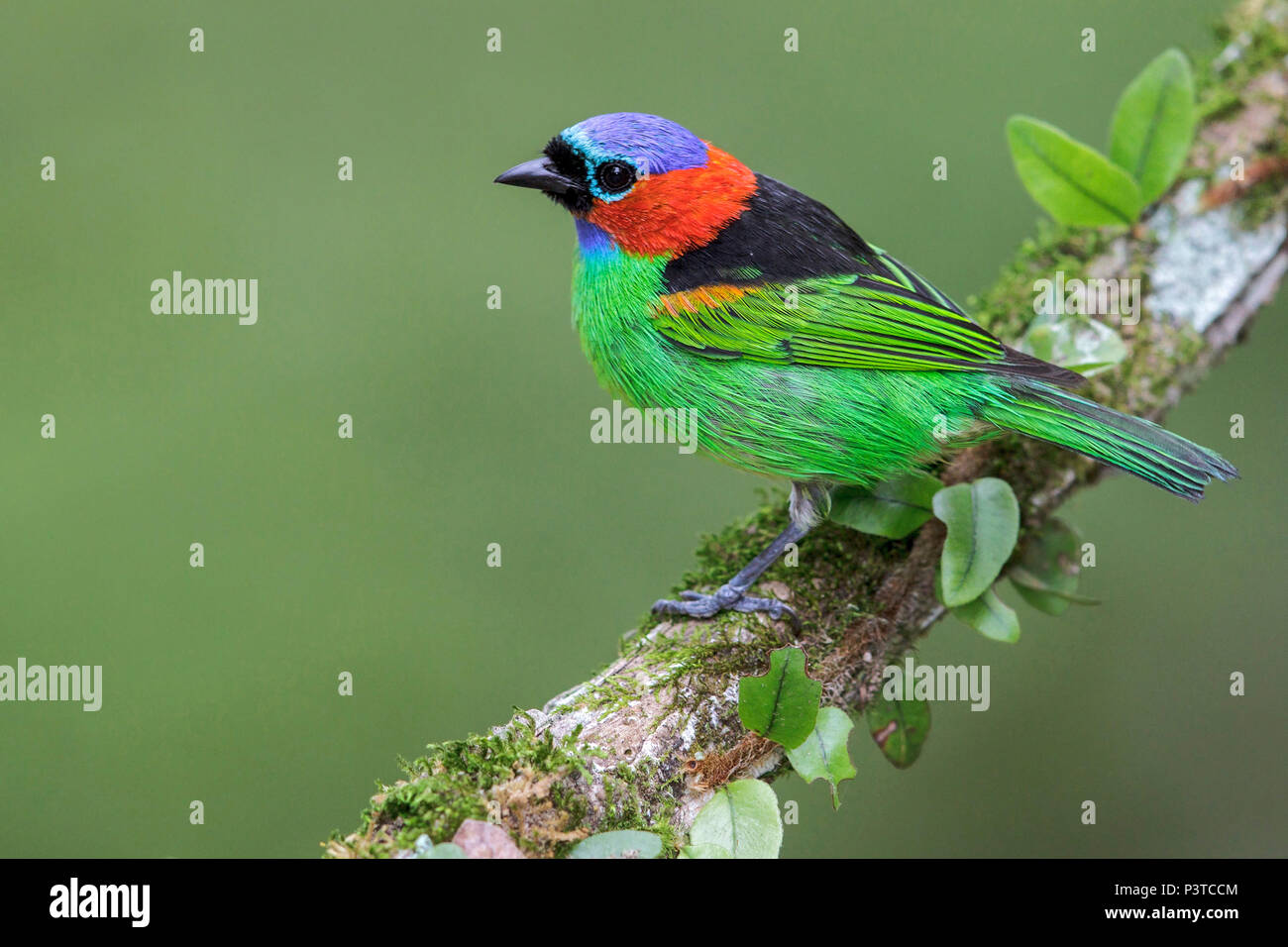 Red-necked Tanager (Tangara cyanocephala), Atlantic Rainforest, Brazil ...