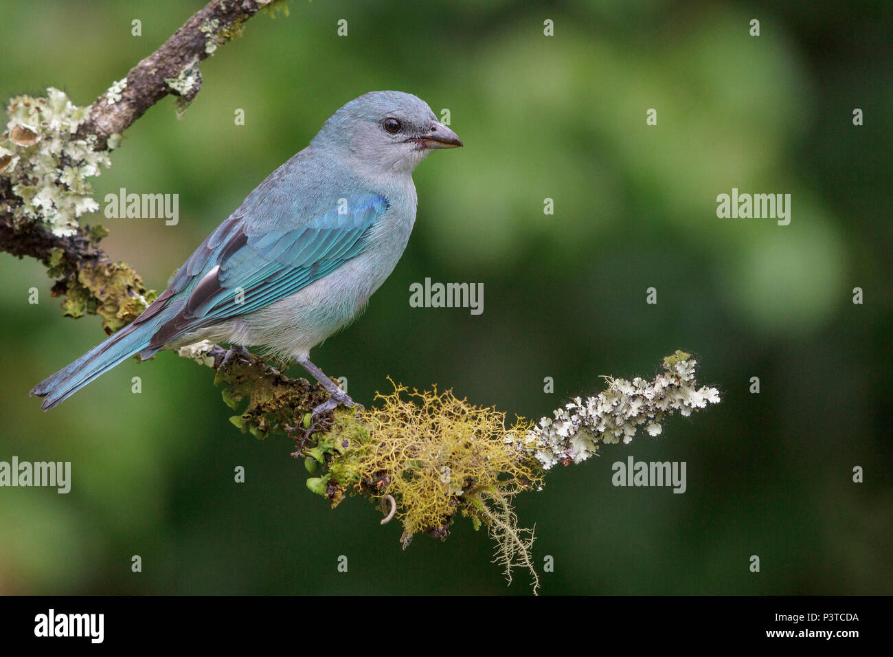 Sayaca Tanager (Thraupis sayaca), Atlantic Rainforest, Brazil Stock ...