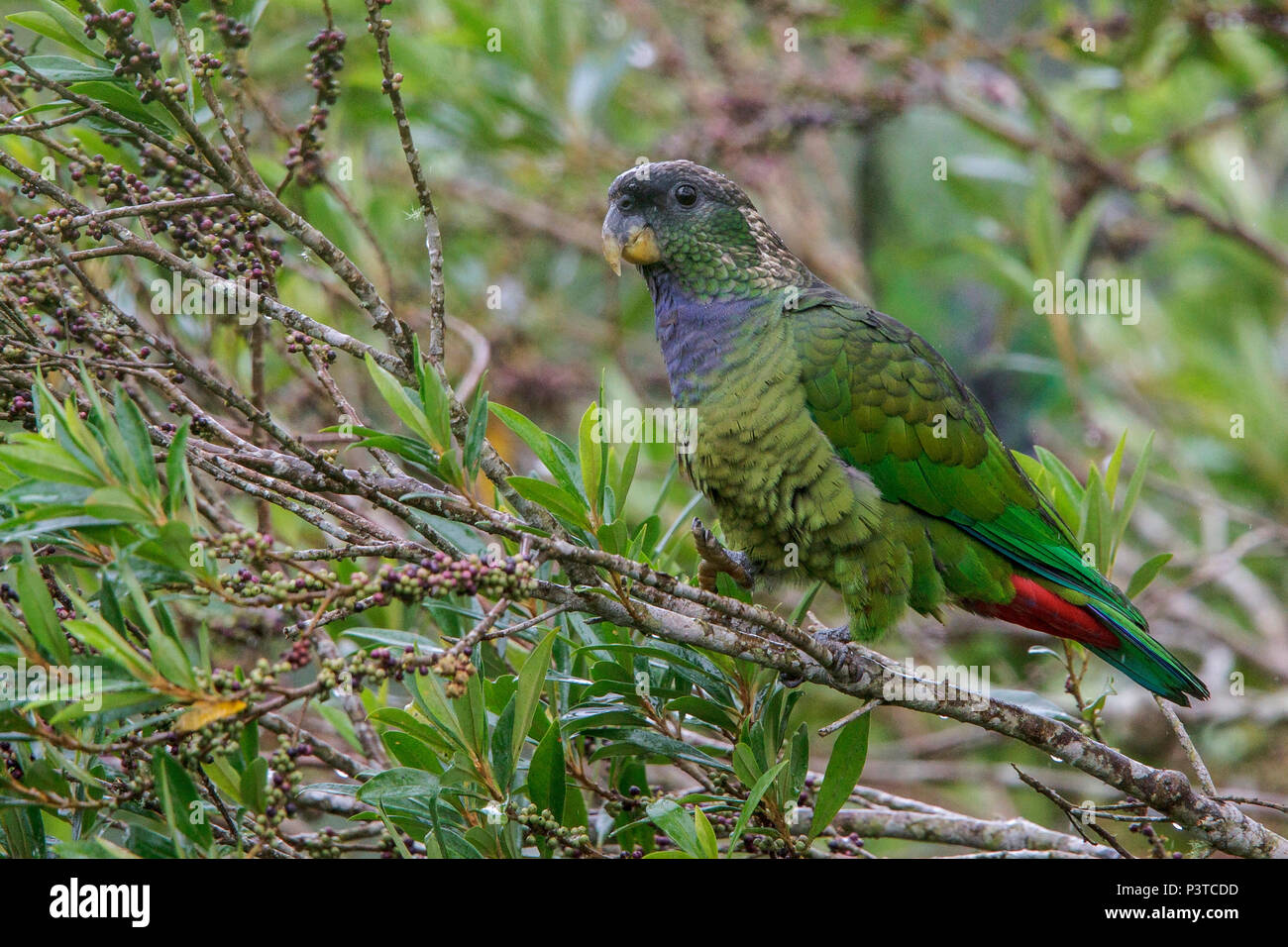 Scaly-headed Parrot (Pionus maximiliani), Atlantic Rainforest, Brazil ...