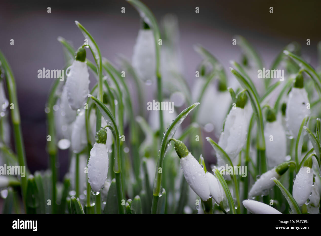 snowdrops with water droplets Stock Photo - Alamy