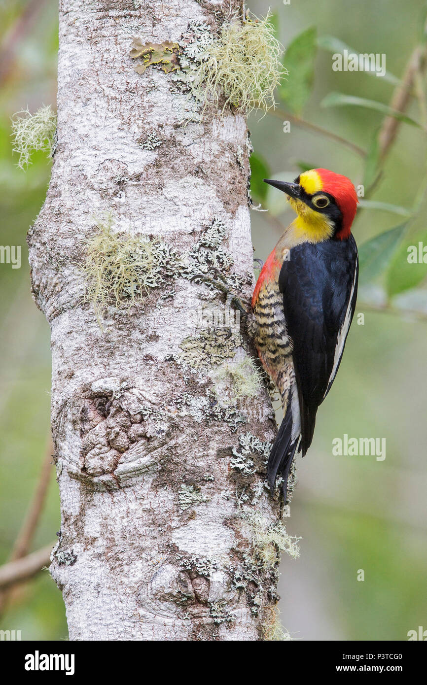 Yellow-fronted Woodpecker (Melanerpes flavifrons) male, Atlantic ...