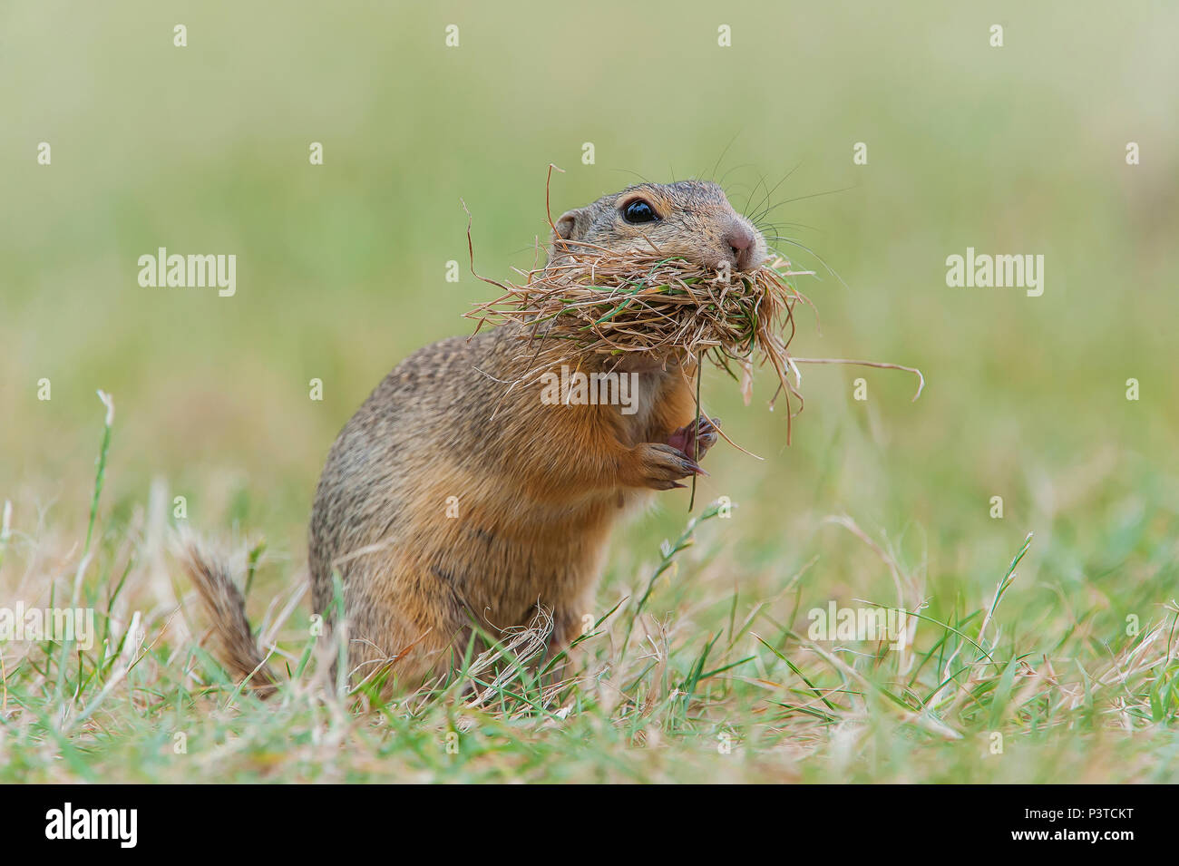 European Ground Squirrel (Spermophilus citellus) carrying nesting ...